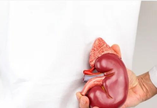 All You Need to Know About Living with One Kidney - VNH